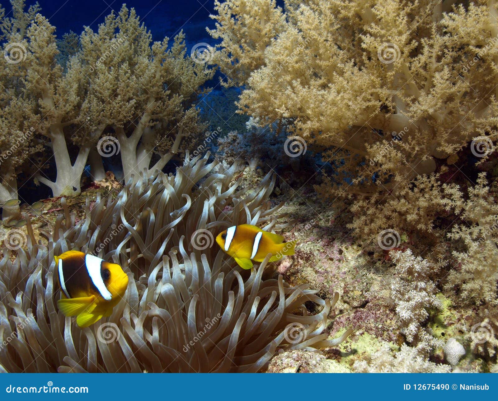 Anemone fish stock photo. Image of wildlife, snorkel - 12675490