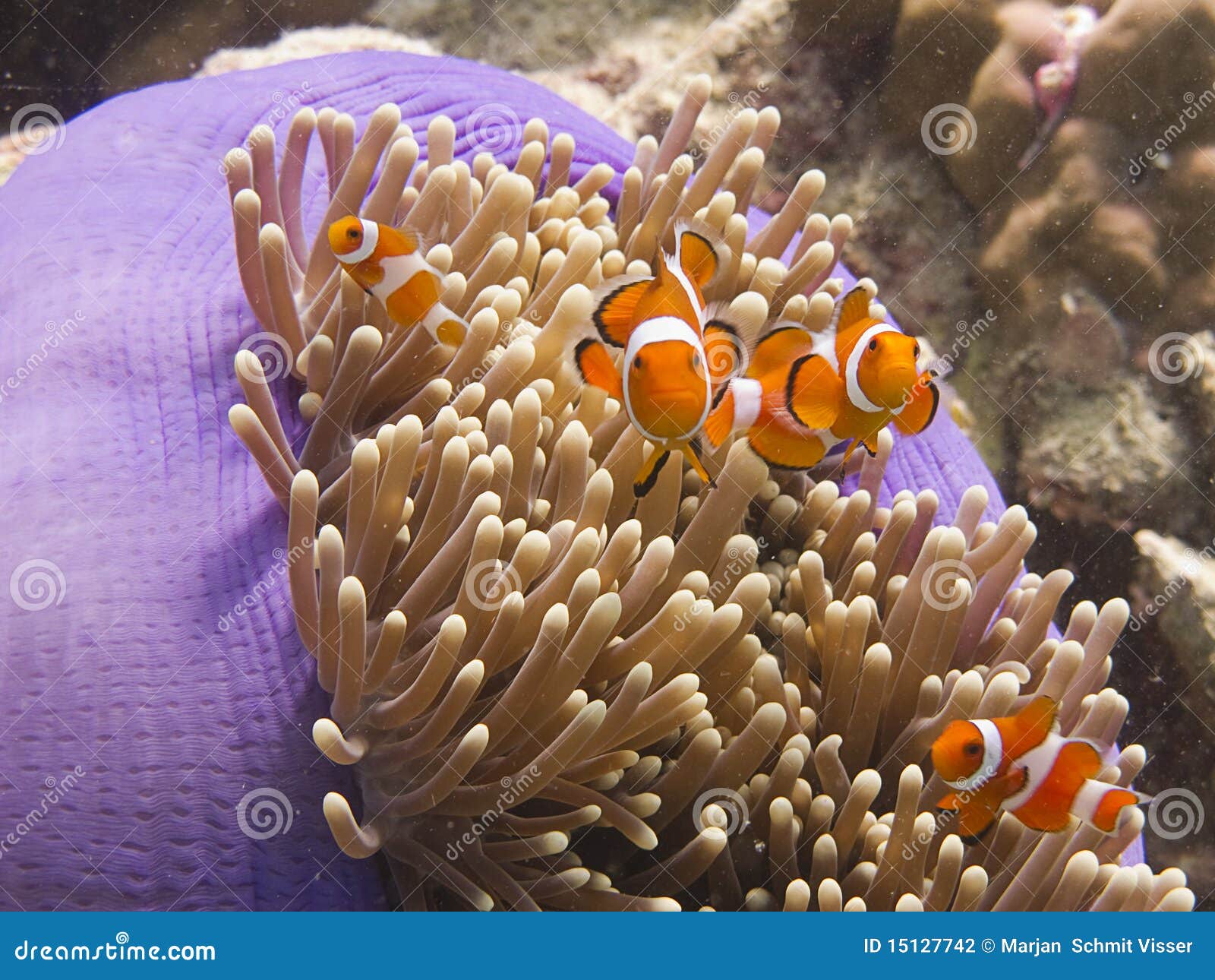 Anemone fish stock photo. Image of scuba, clear, ocean - 15127742