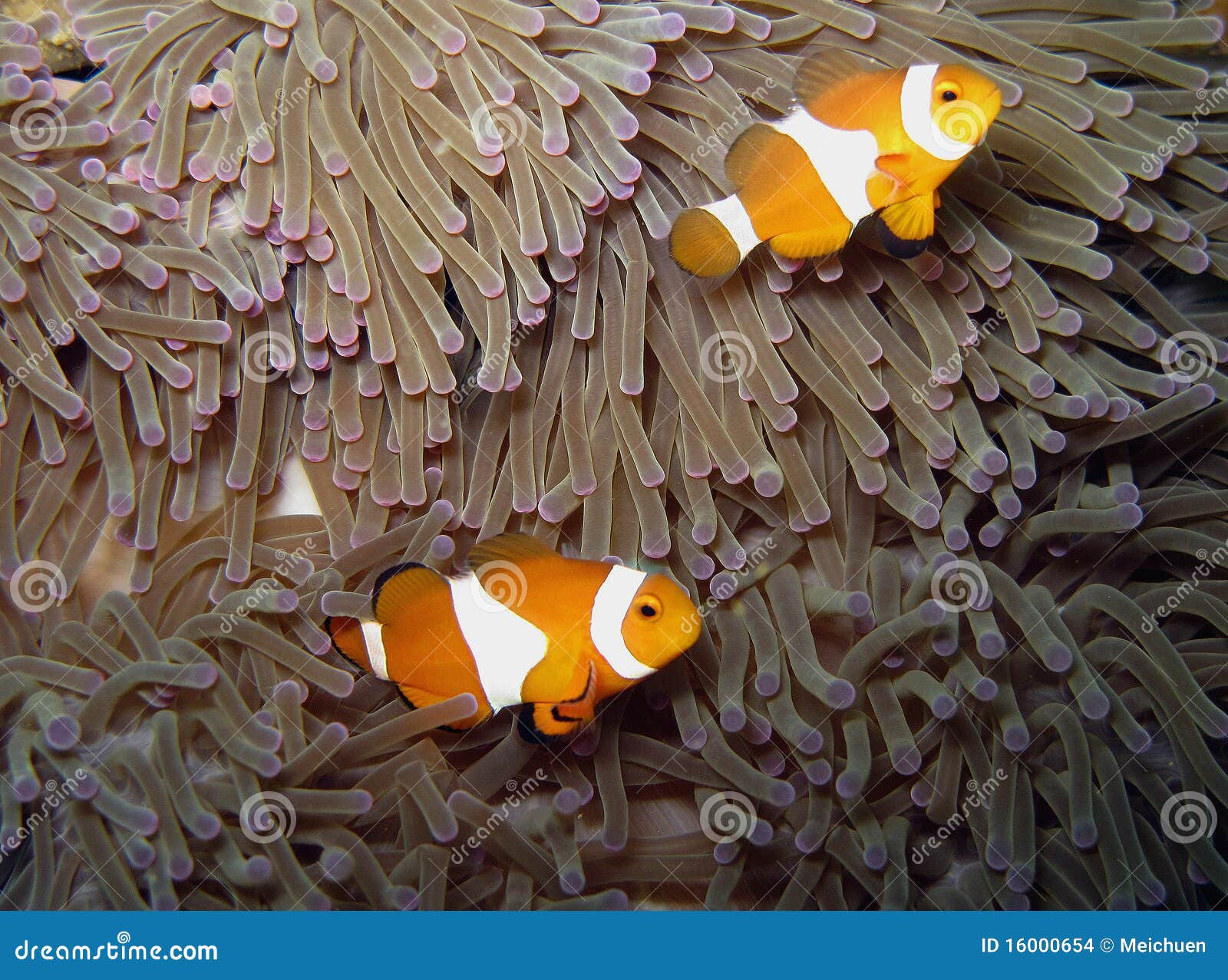 Anemone Fish stock photo. Image of underwater, nemo, corals - 16000654
