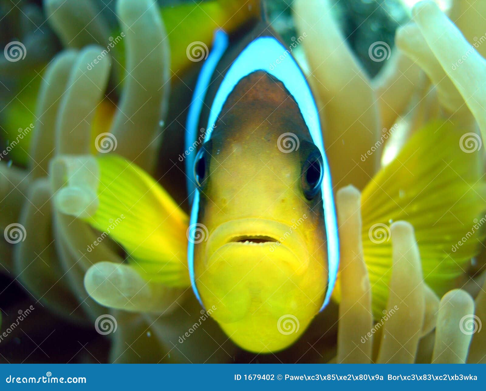 Anemone Fish stock photo. Image of anemone, ecology, creature - 1679402