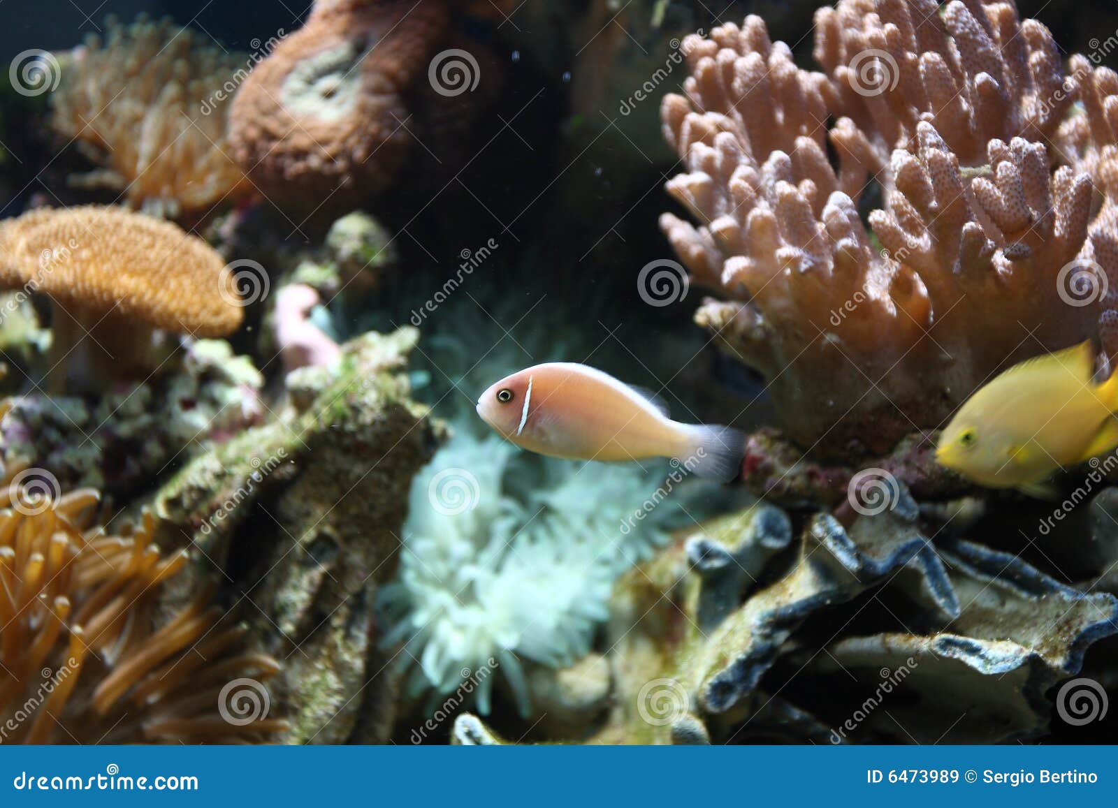 Anemone Fish stock image. Image of submerged, exotic, colours - 6473989