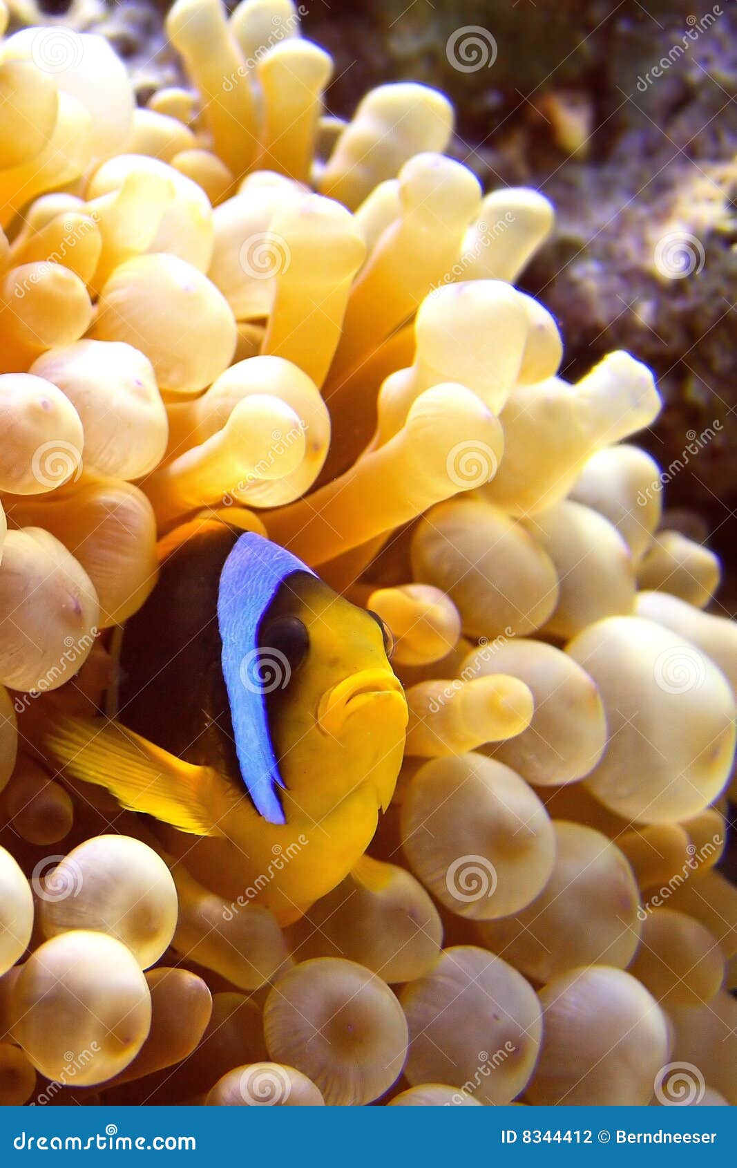 Anemone fish stock photo. Image of life, live, colorful - 8344412