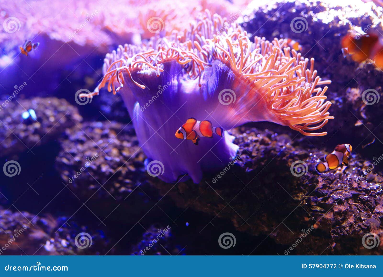 Anemone fish stock photo. Image of anemone, fish, underwater - 57904772