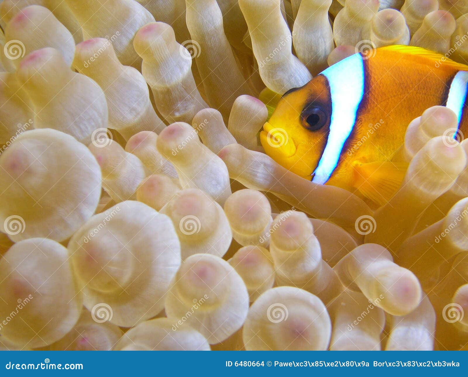 Anemone fish - NEMO stock photo. Image of coastline, diving - 6480664