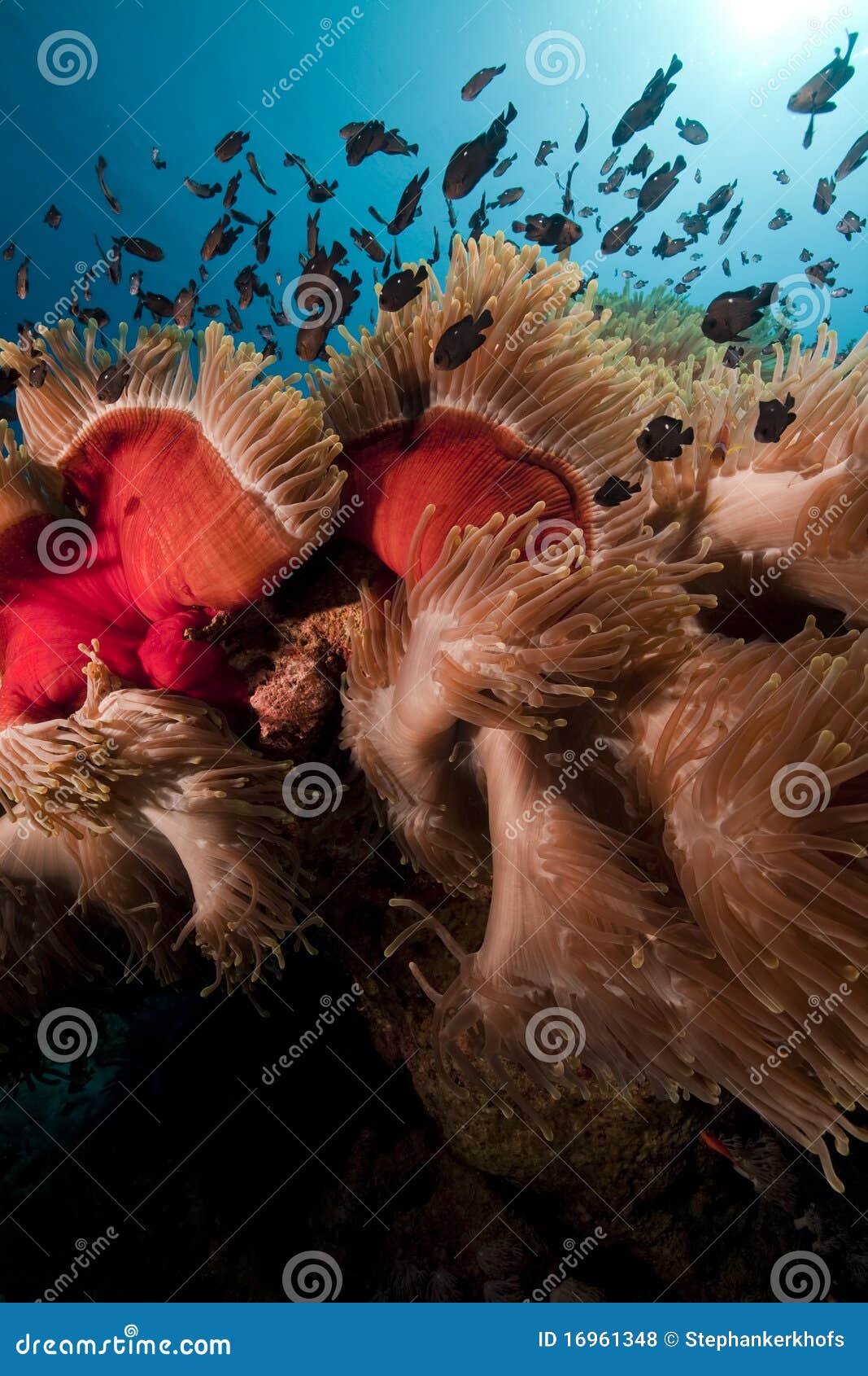 Anemone and Fish in the Red Sea. Stock Photo - Image of salt, ecosystem ...
