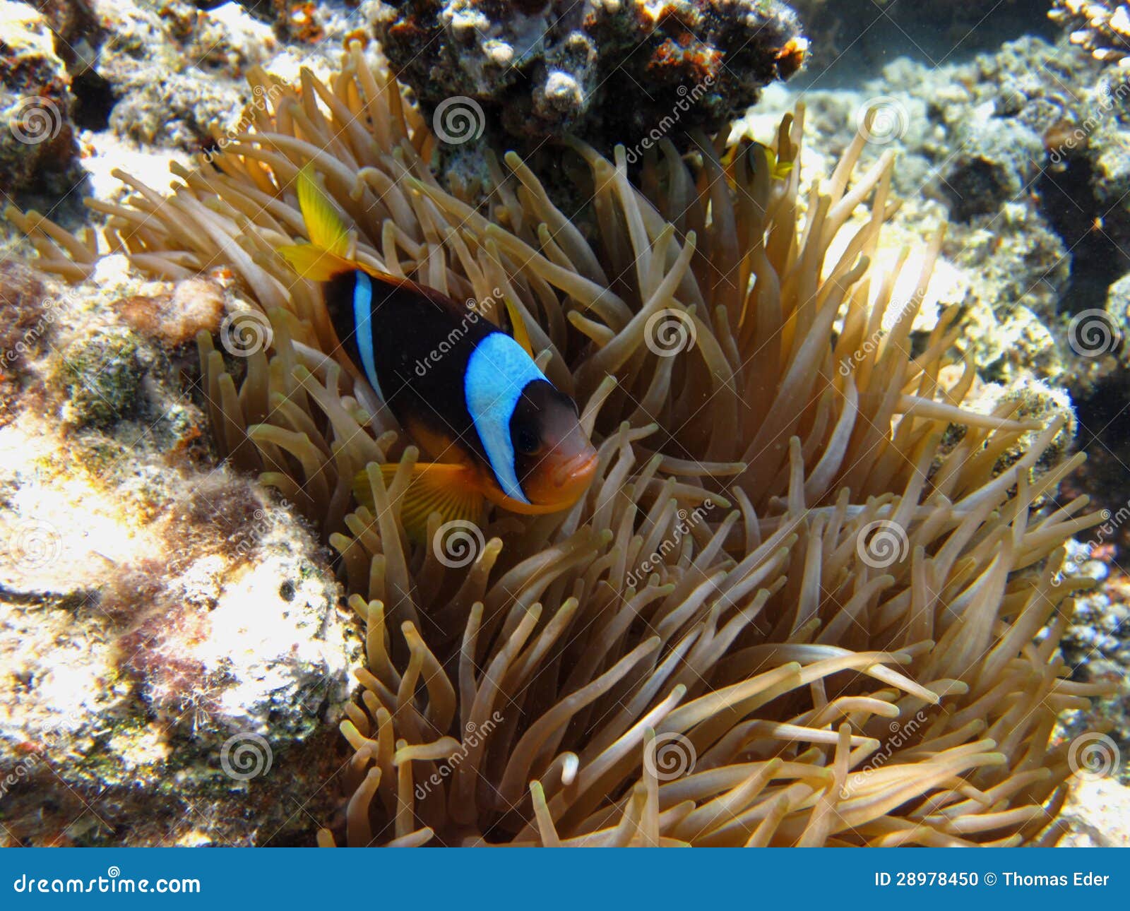 Anemone fish side view stock photo. Image of environment - 28978450