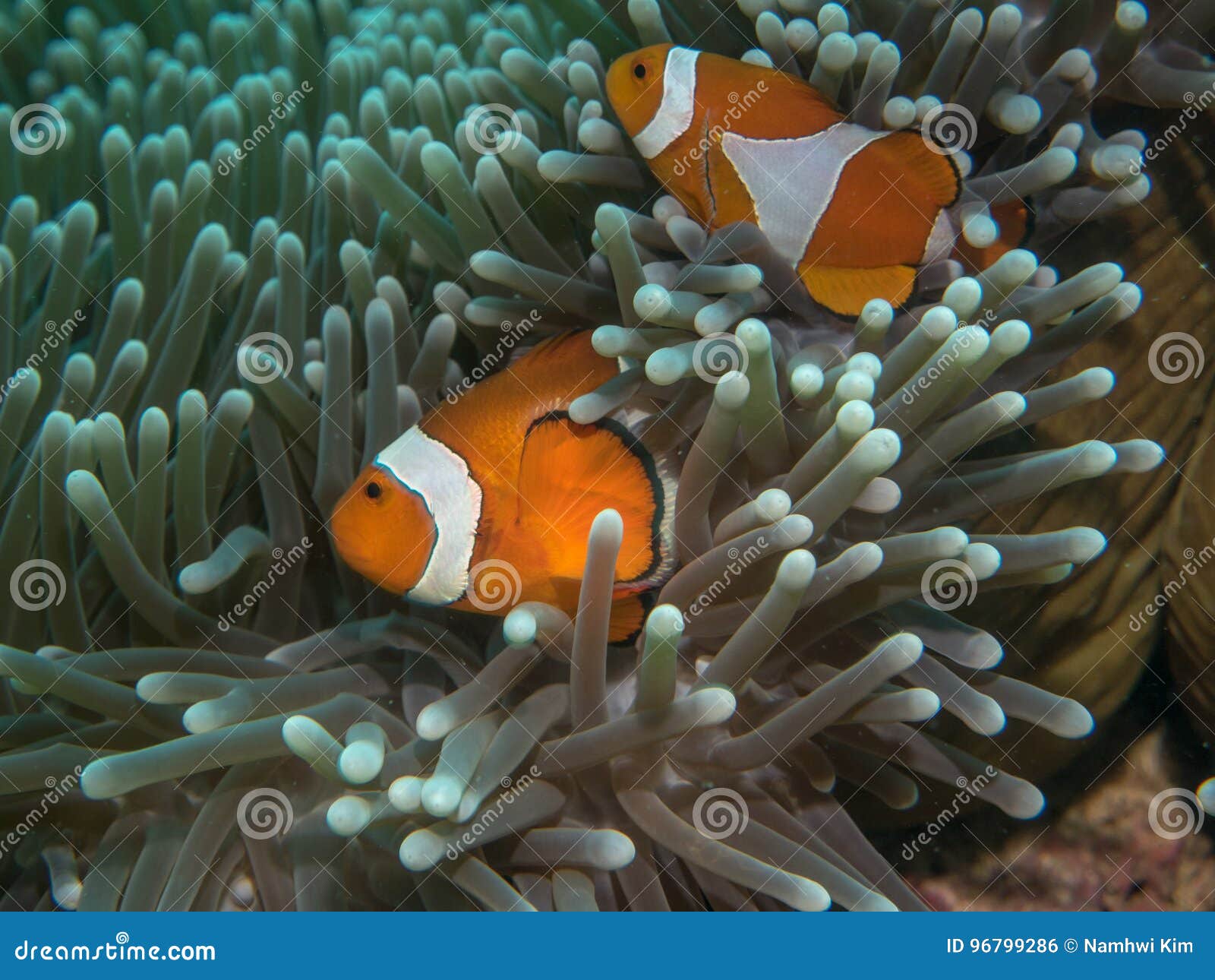 Anemone Fish at Under the Sea Stock Photo - Image of clown, barrier ...