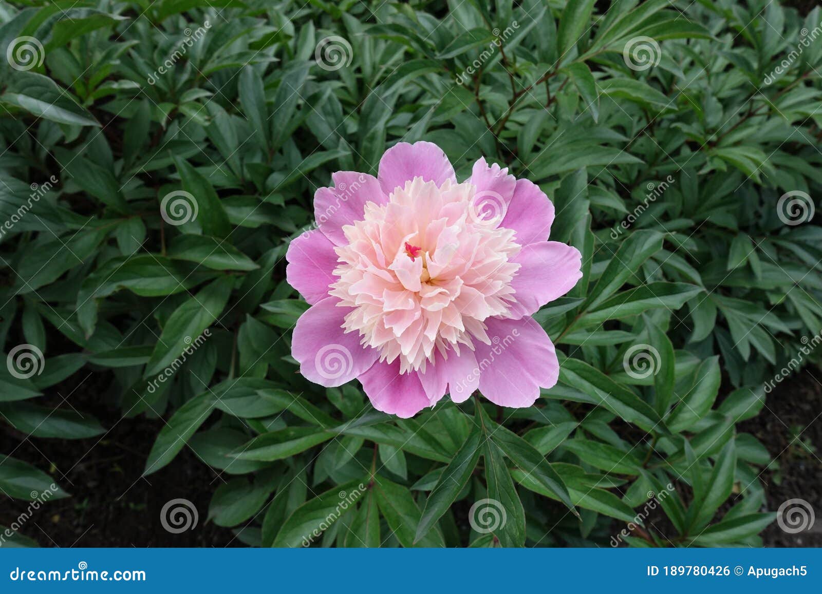 Anemone Flowered Peony in Bloom in Spring Stock Photo - Image of ...