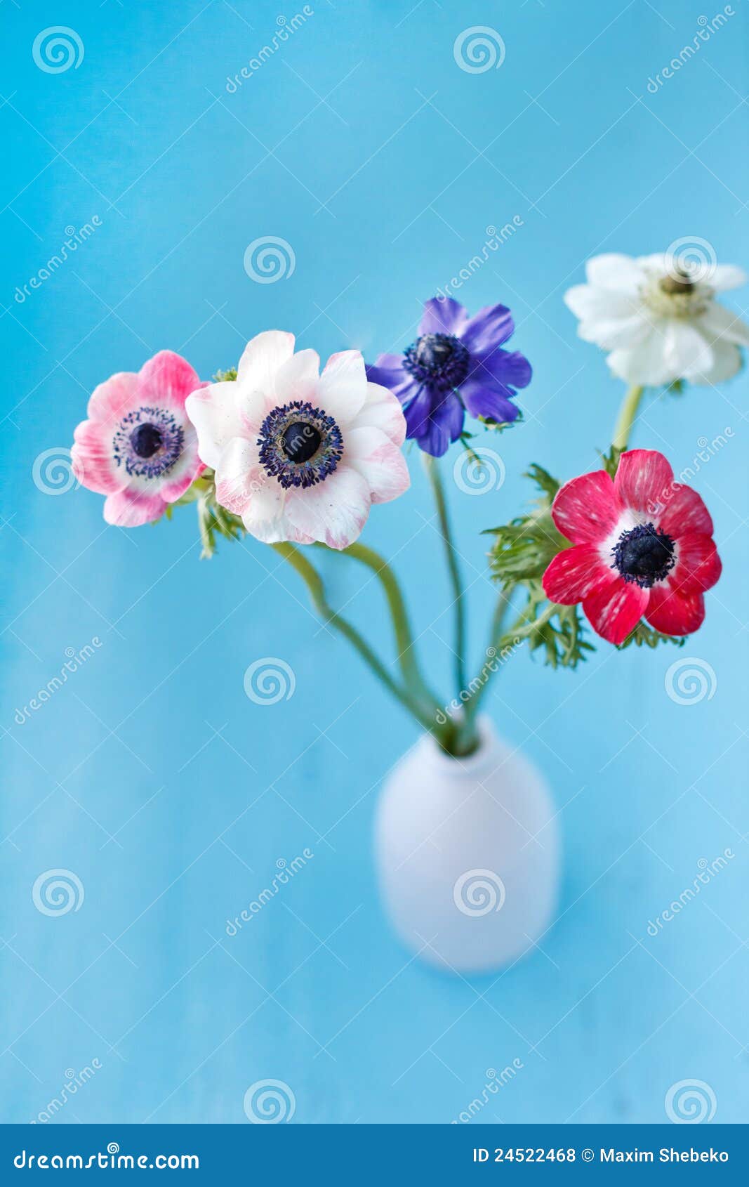 Anemone flowers stock photo. Image of white, bouquet - 24522468