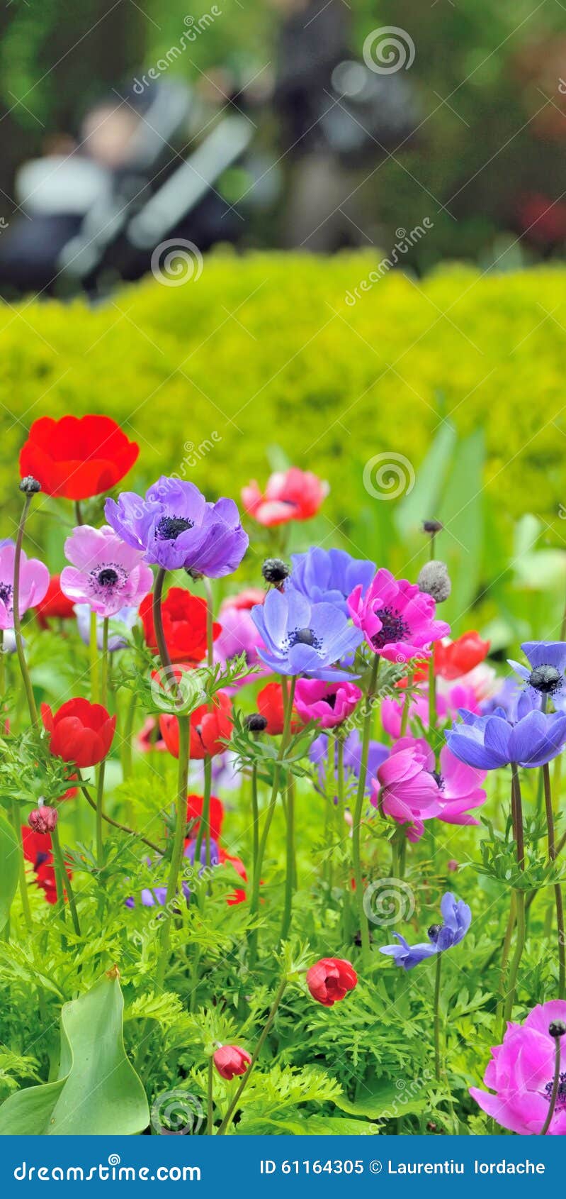Anemone flowers on field stock image. Image of anemone - 61164305