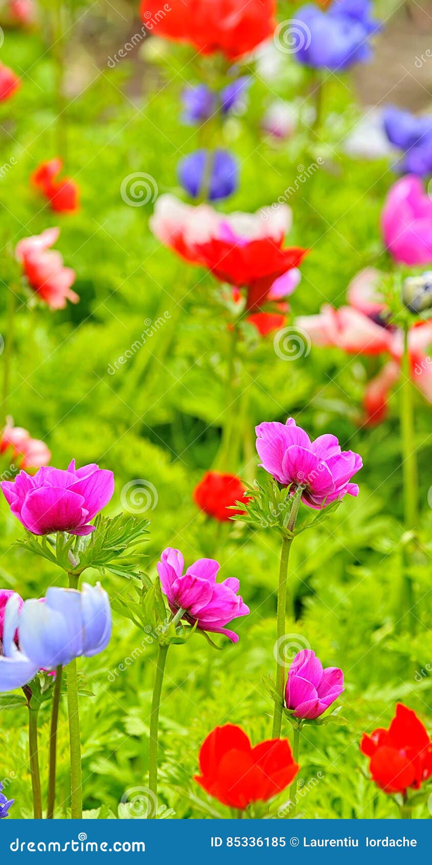 Anemone flowers on field stock image. Image of garden - 85336185