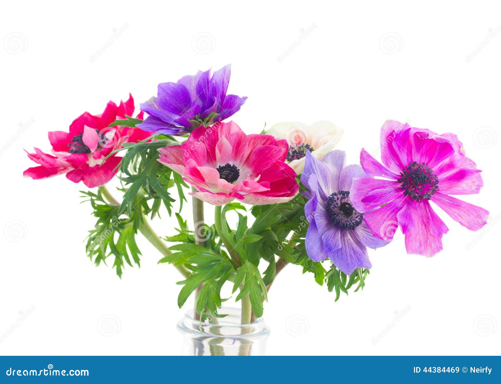Anemone flowers stock image. Image of floral, buttercup - 44384469