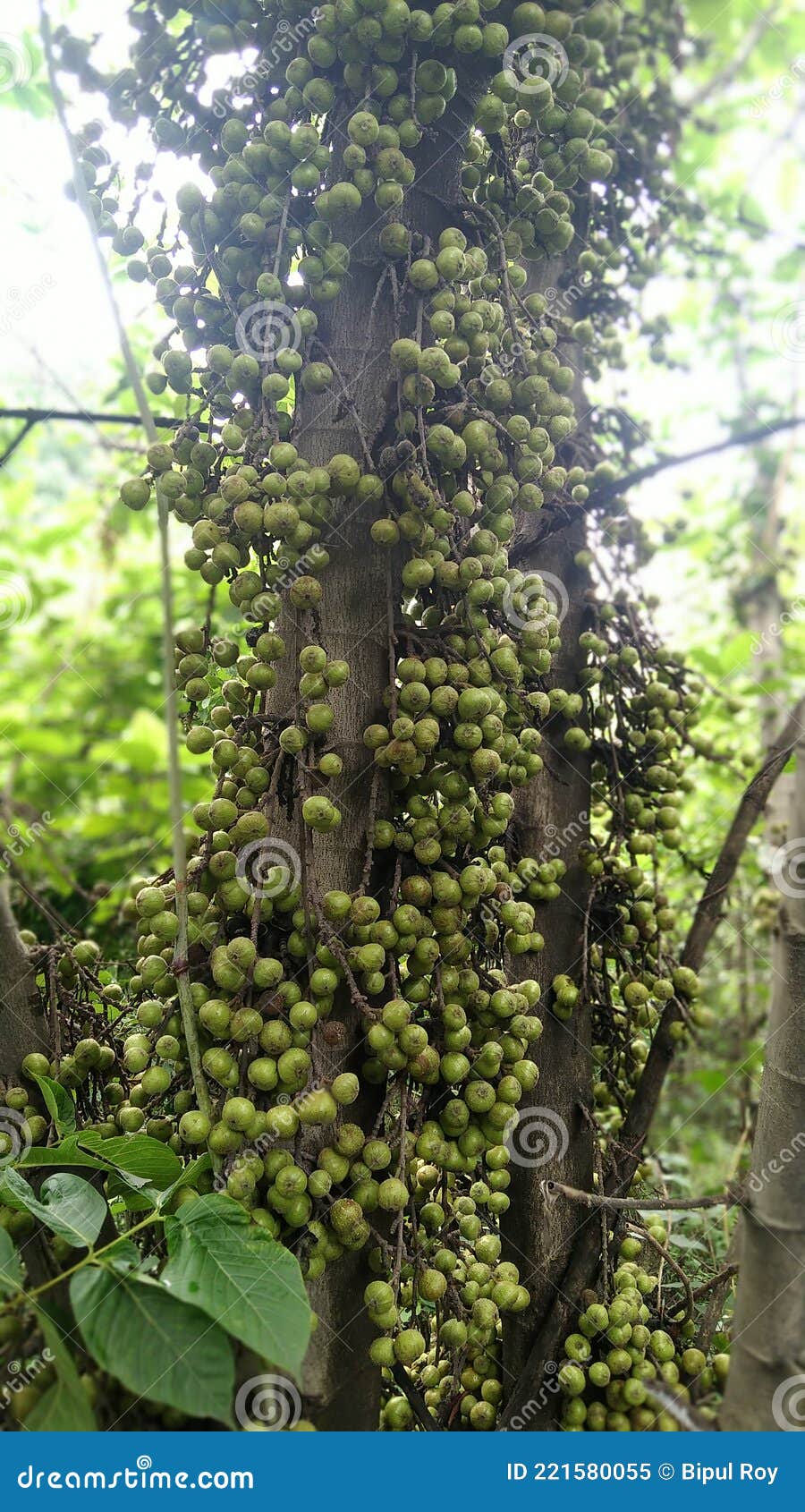 Anemone fruit, stock image. Image of deciduous, food - 221580055