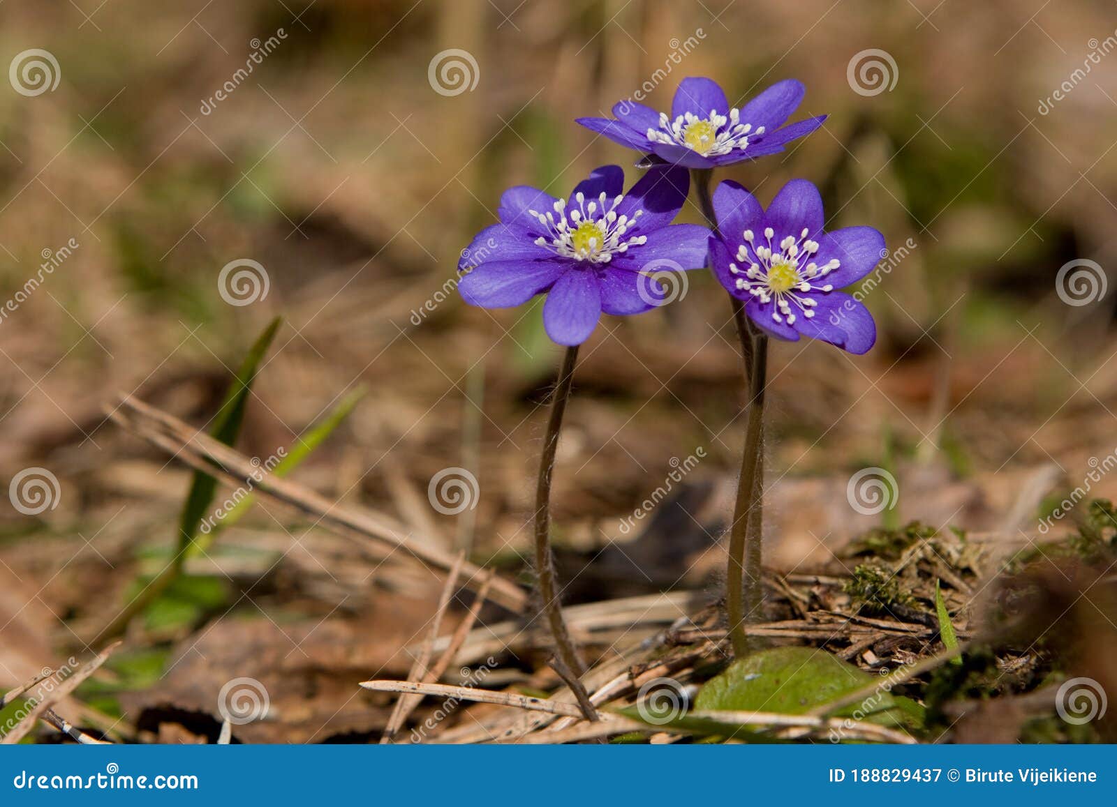 Anemone hepatica stock image. Image of beauty, three - 188829437