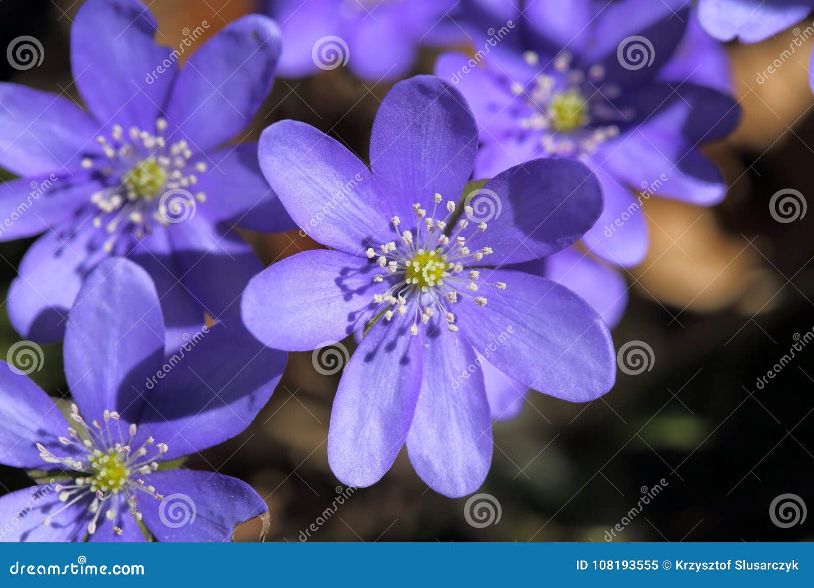 Anemone hepatica. stock image. Image of forest, liverwort - 108193555