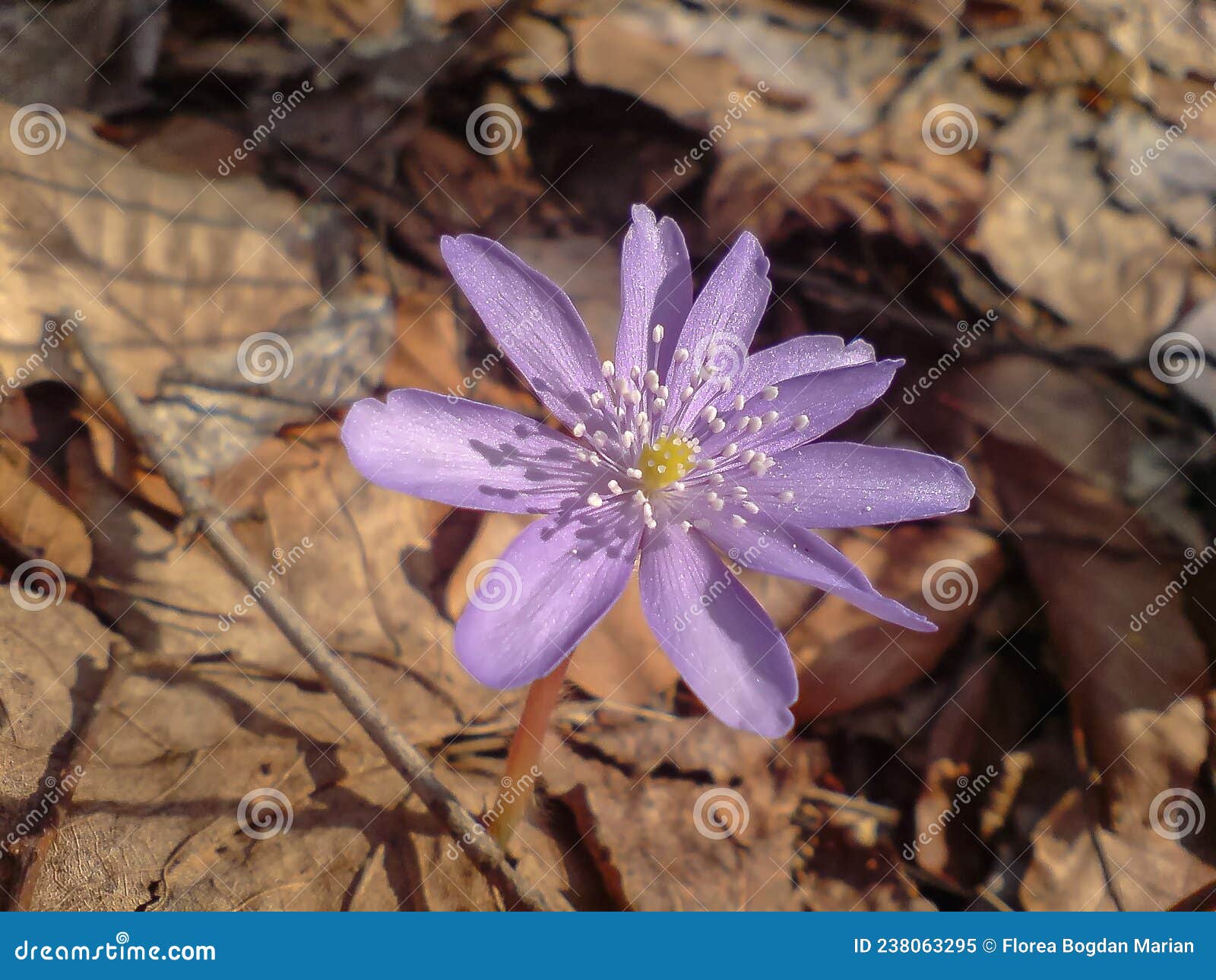 Anemone Hepatica Blooming in the Forest. Spring Flowers Stock Image ...