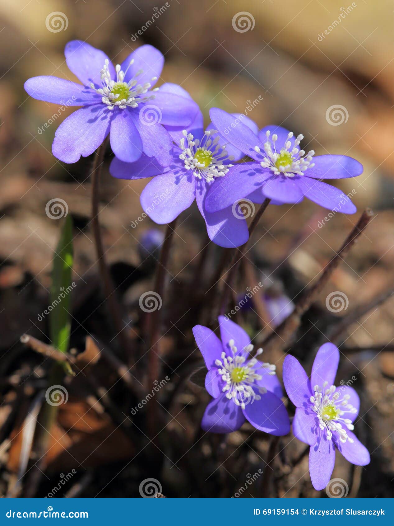 Anemone hepatica stock photo. Image of blossom, green - 69159154