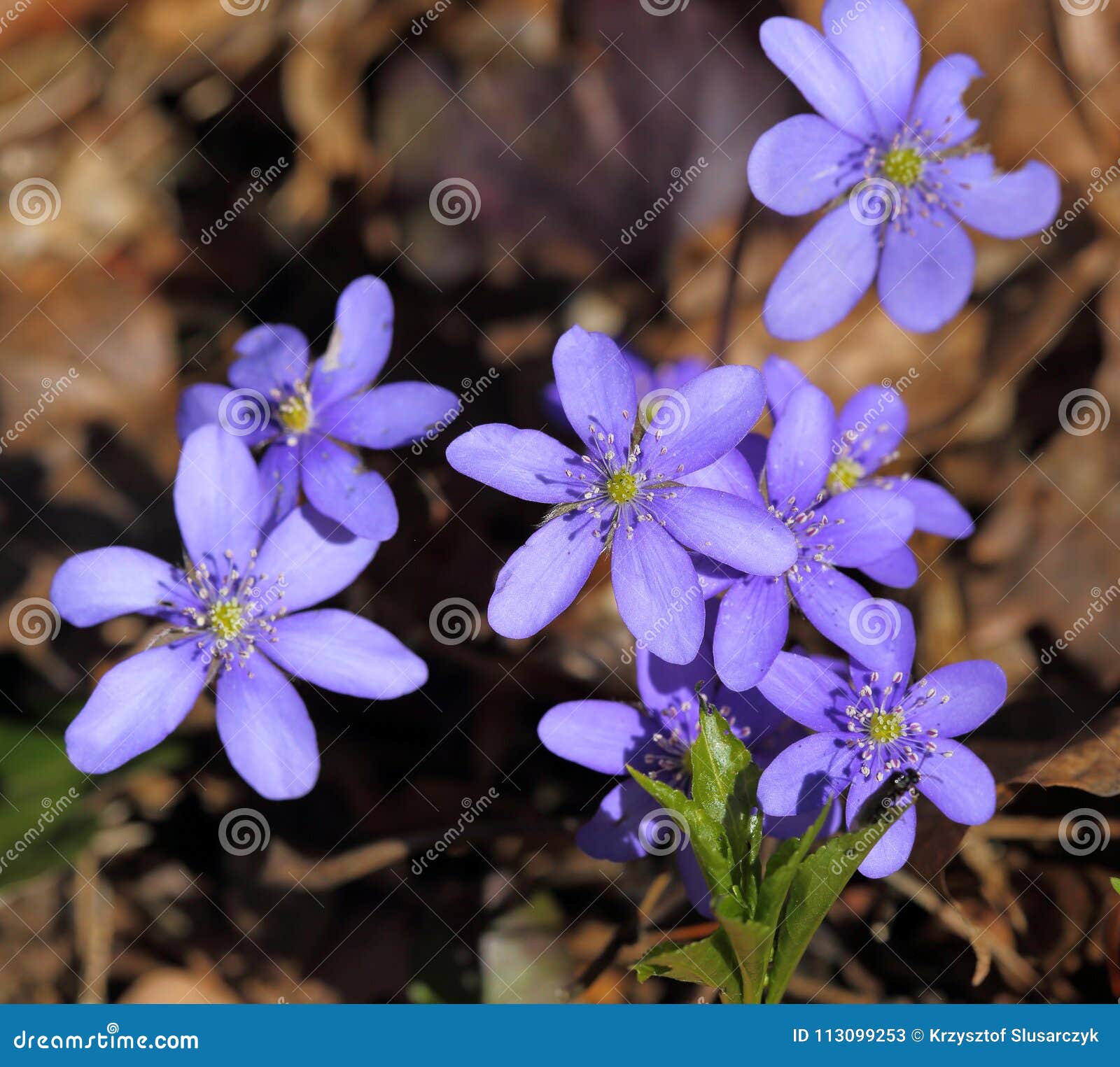 Anemone hepatica. stock image. Image of anemone, pennywort - 113099253