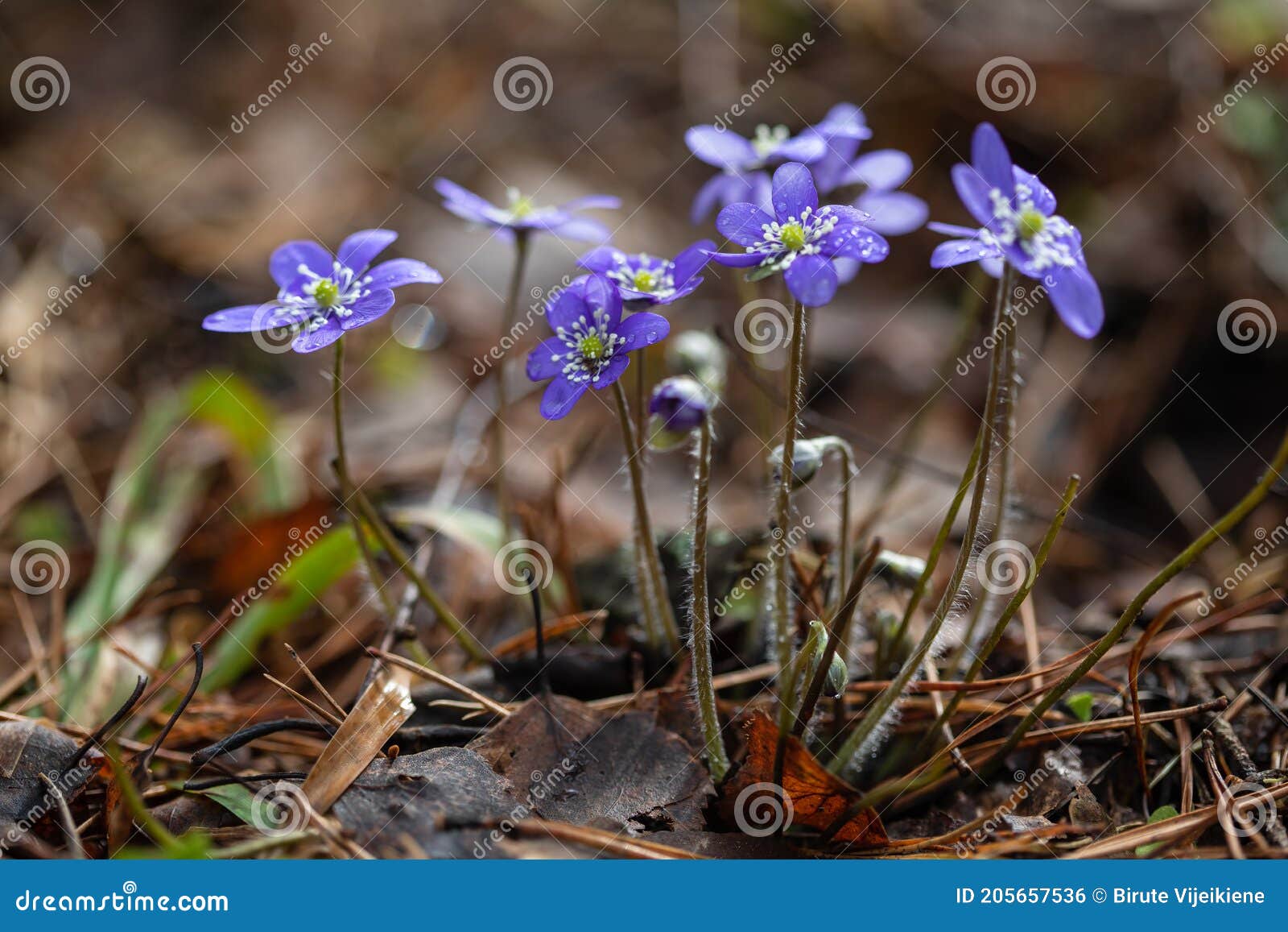 2,845 Anemone Hepatica Wild Flower Stock Photos - Free & Royalty-Free ...