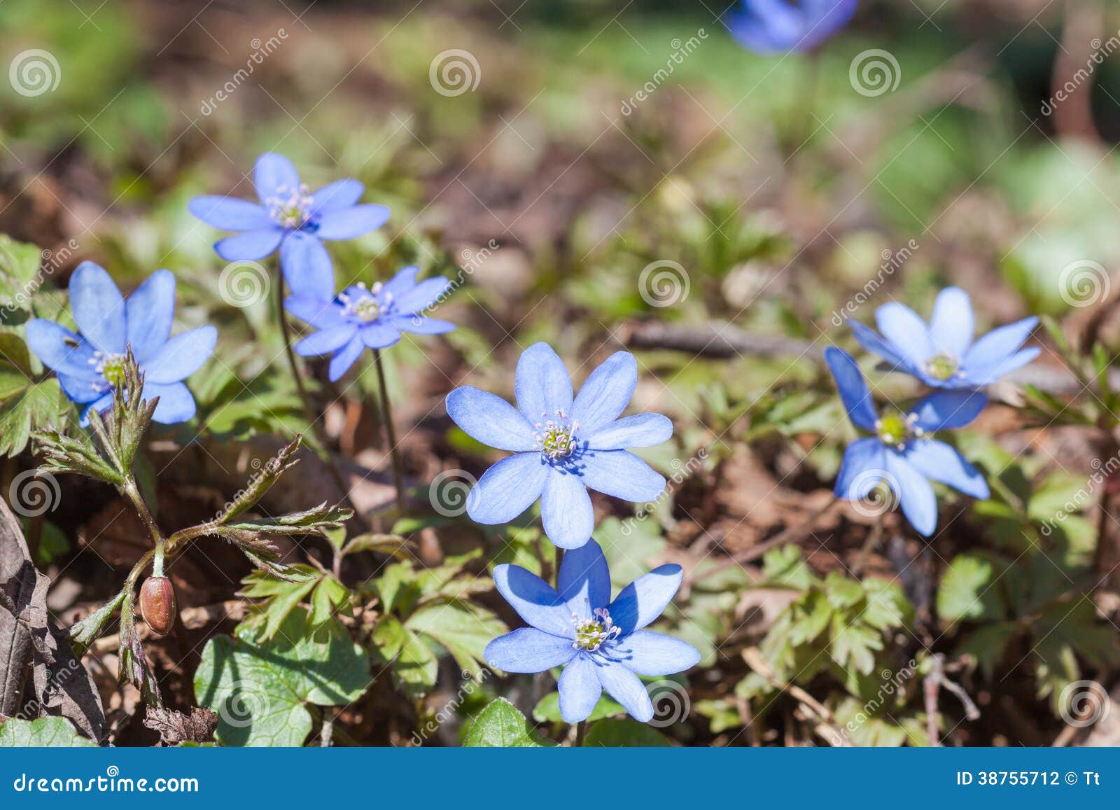 Anemone hepatica flowers stock photo. Image of botanic - 38755712