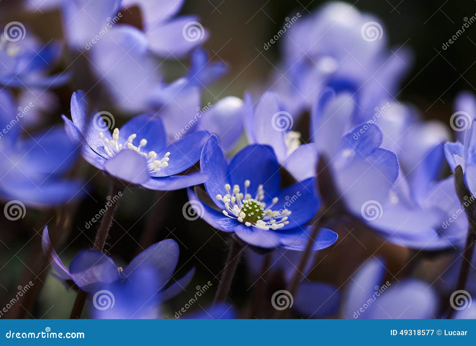 Anemone Hepatica (Hepatica Nobilis) Stock Image - Image of anemone ...
