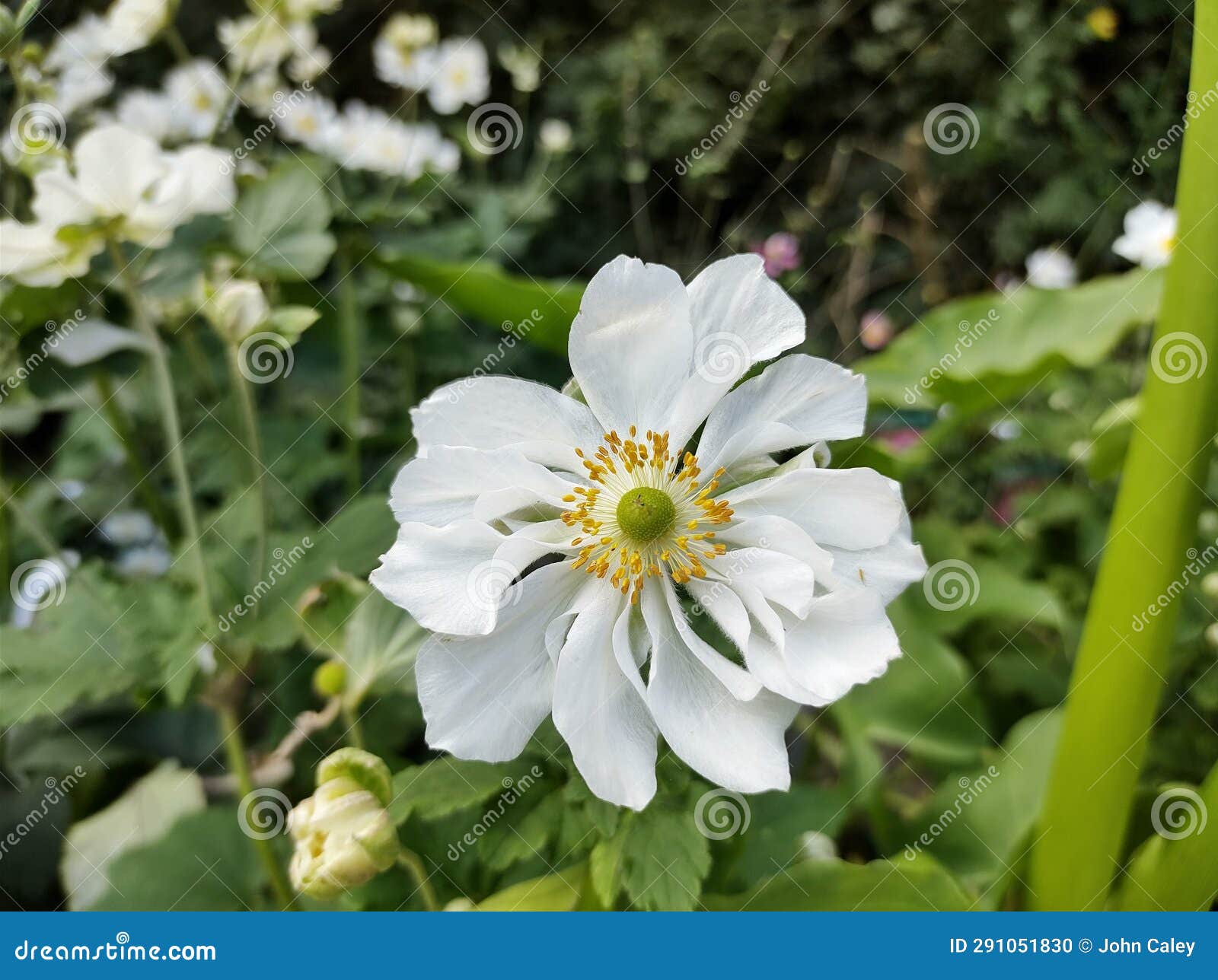 Anemone X Hybrida Andrea Atkinson Stock Photo - Image of atkinson ...