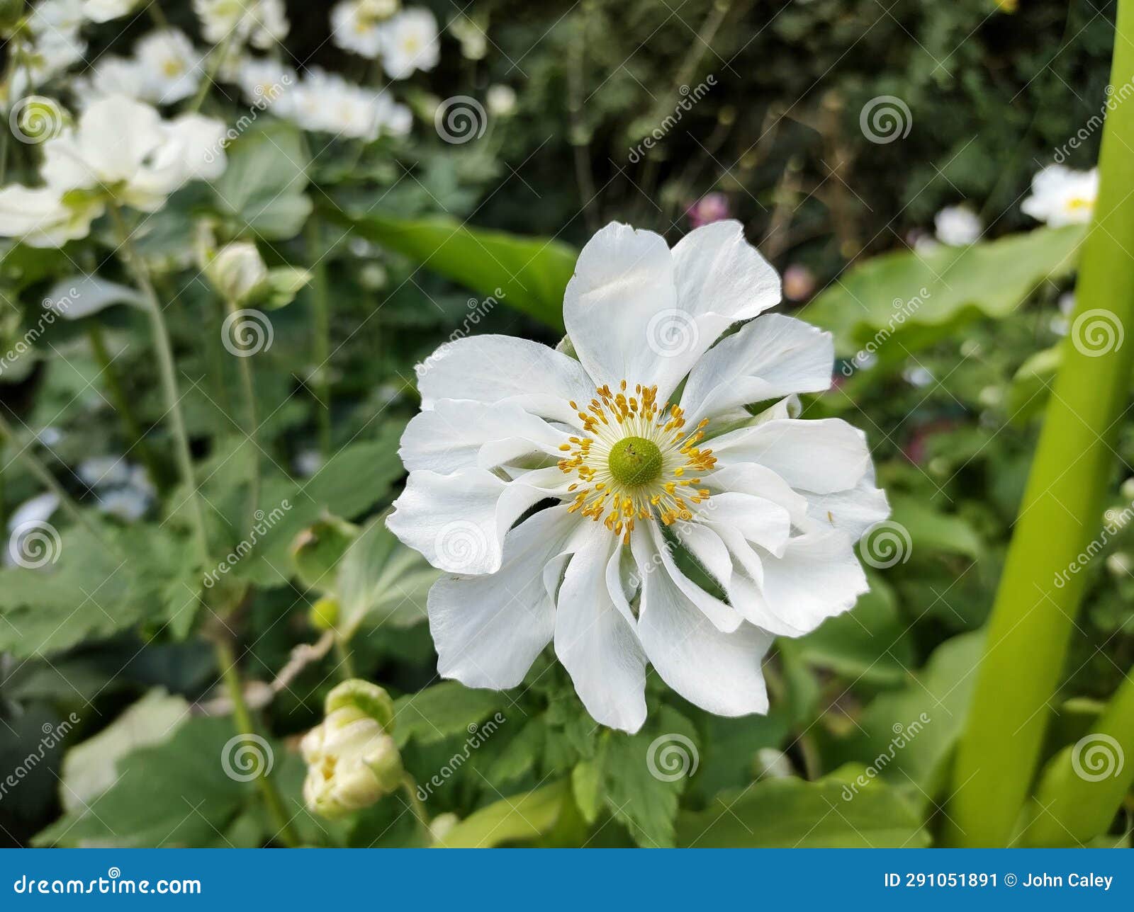 Anemone X Hybrida Andrea Atkinson Stock Image - Image of spring, flora ...