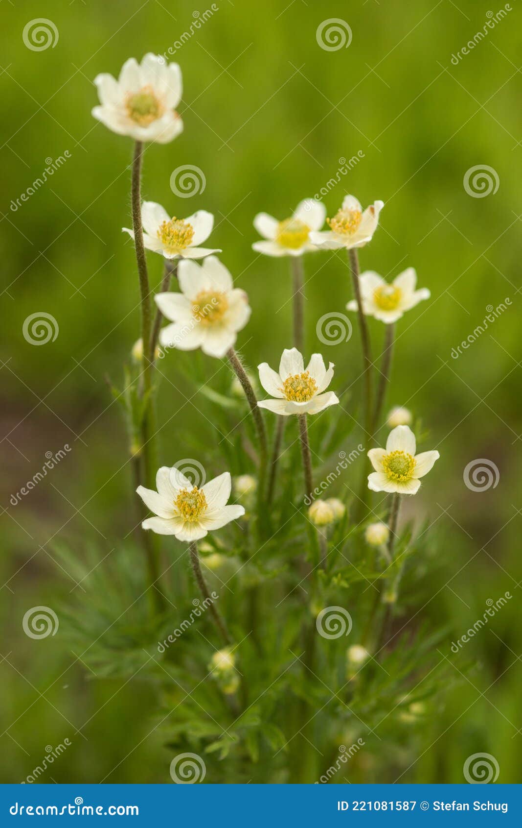 Anemone Multifida - Spring Bloom Stock Image - Image of petals, meadows ...