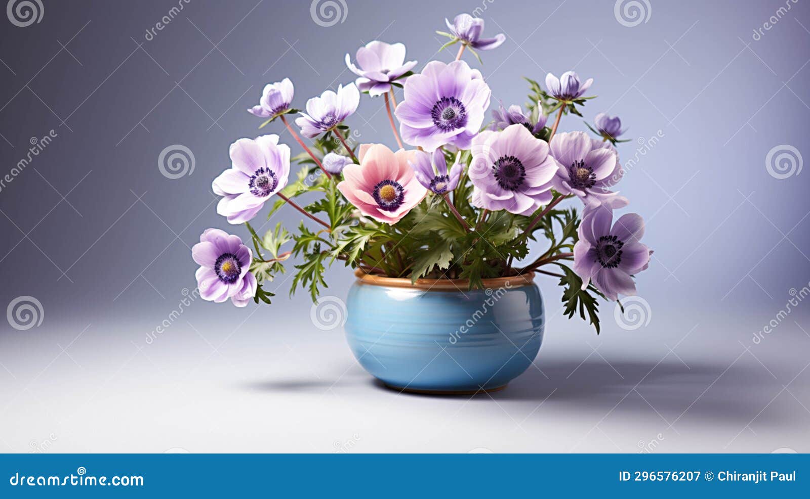 Anemone Plant on a Pot on White Background Stock Image - Image of ...