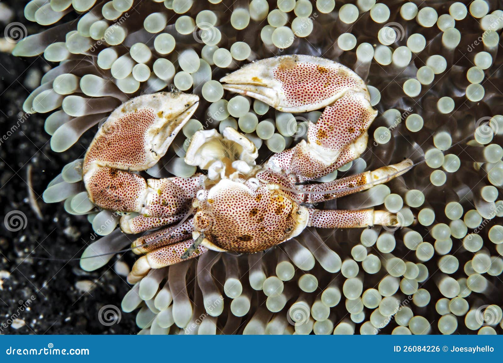 Porcelain Crab Cohabits In Sea Anemone Off Padre Burgos, Leyte ...