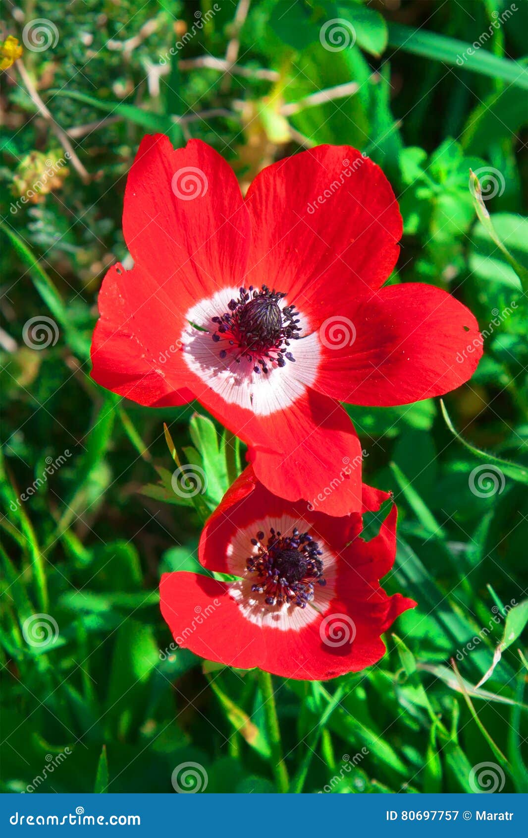 Anemone stock image. Image of nature, color, beautiful - 80697757