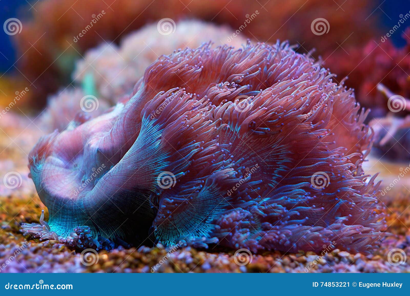 Anemone stock image. Image of seabed, bottom, unusual - 74853221