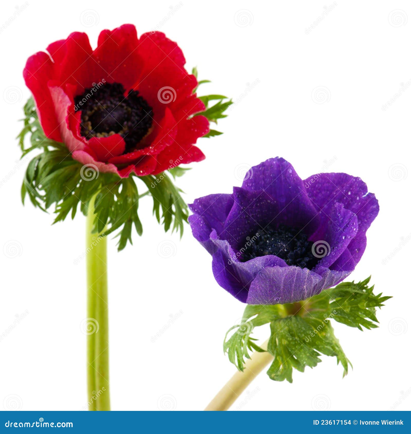 Anemone rosso e blu fotografia stock. Immagine di ranuncolo - 23617154