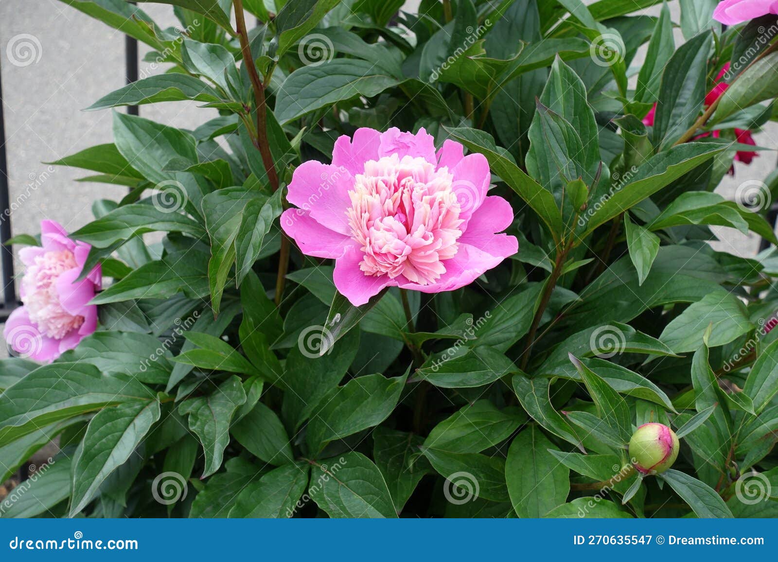 Anemone Shaped Two Pink Flowers of Peonies in June Stock Image - Image ...