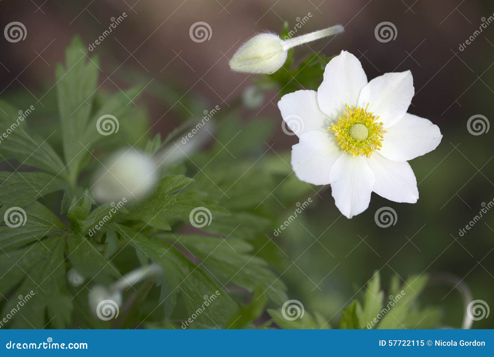 Anemone - Snowdrop Windflower Stock Image - Image of nature, flower ...