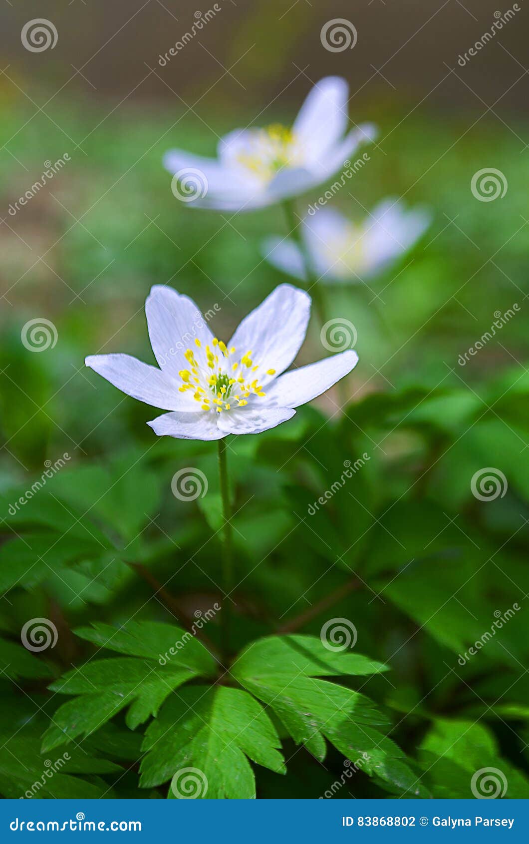 Anemone Spring Little Flower Stock Photo - Image of closeup, natural ...