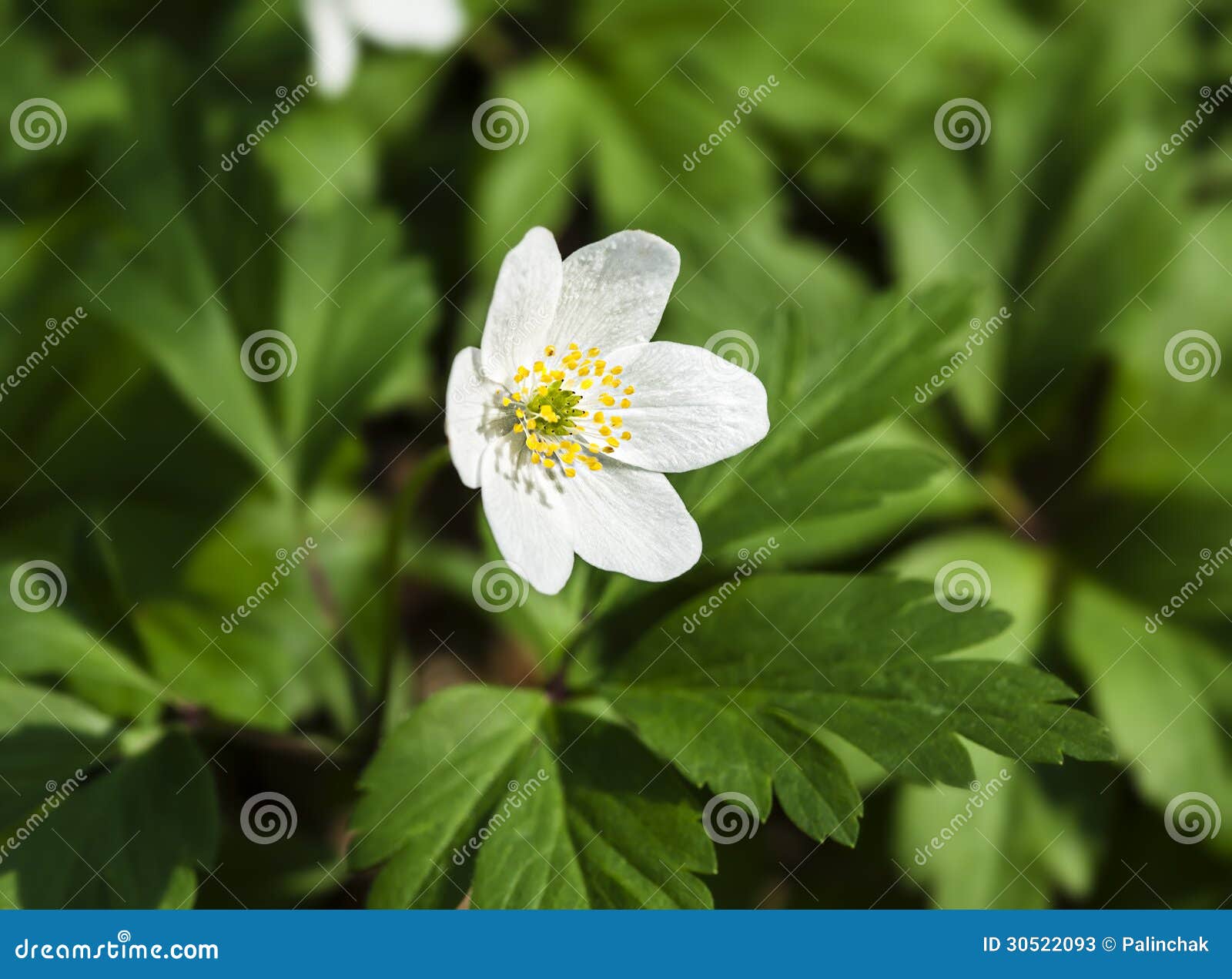 Anemone Sylvestris. First Spring Flowers Stock Image - Image of meadow ...