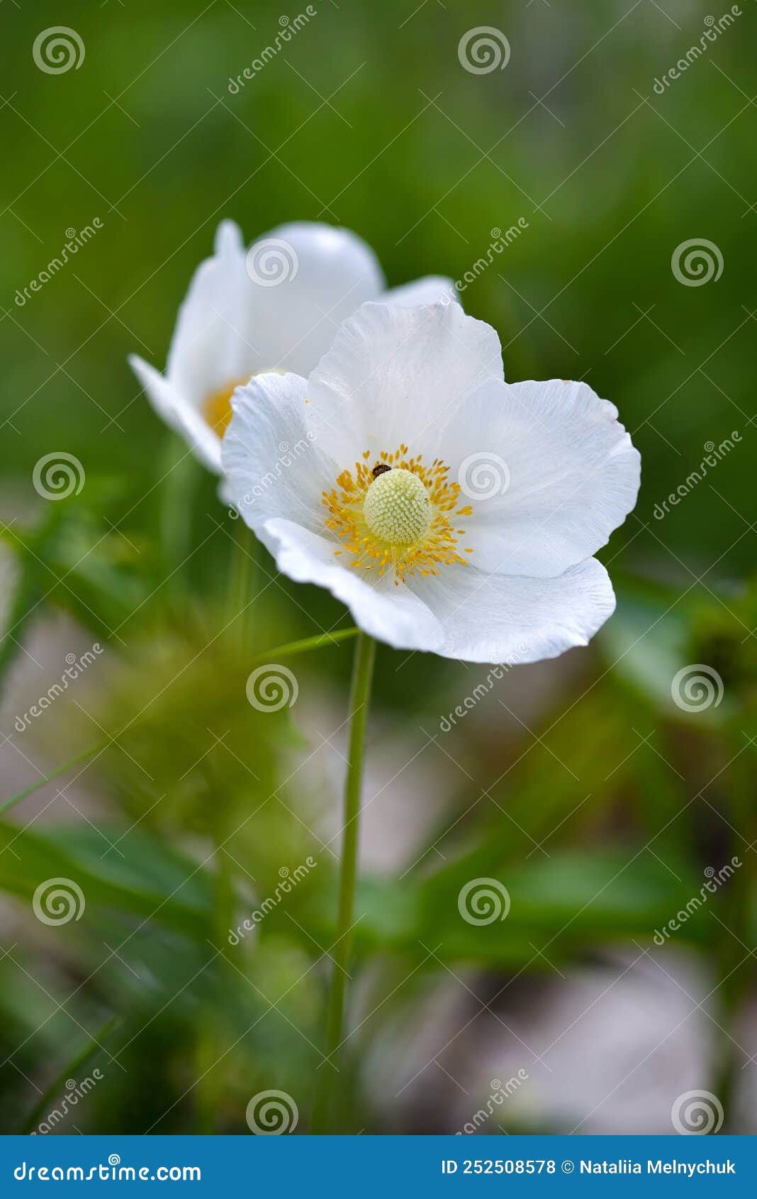 Snowdrop Anemone, Anemonoides Sylvestris, White Flower Stock ...