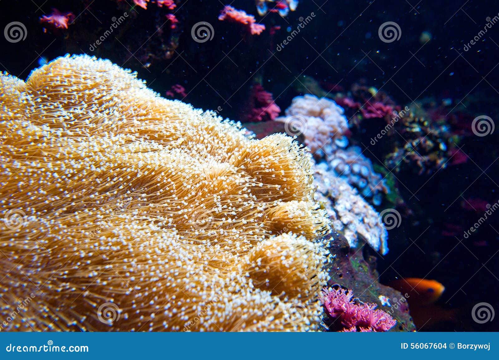 Anemone - Terrestrial Flower Stock Photo - Image of underwater, polyps ...