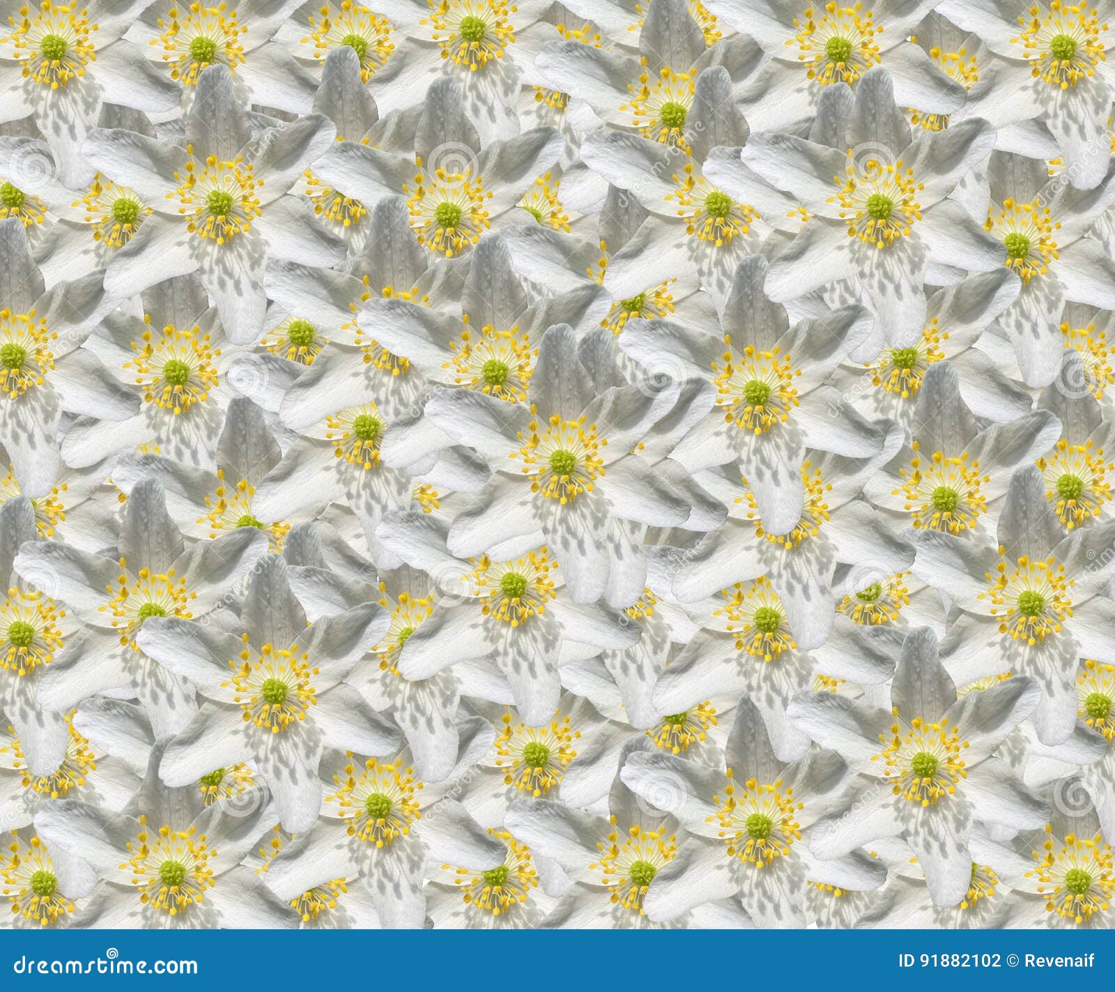 Anemone Windflower Pattern stock illustration. Illustration of ...