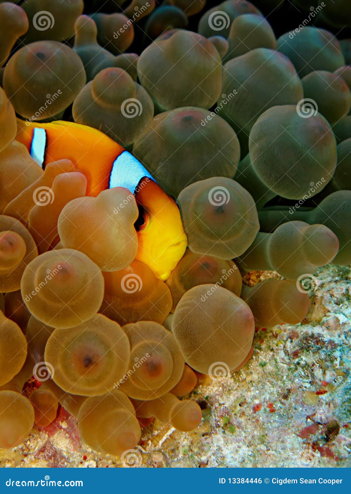 Anemonefish foto de stock. Imagem de pesca, oceano, coral - 13384446