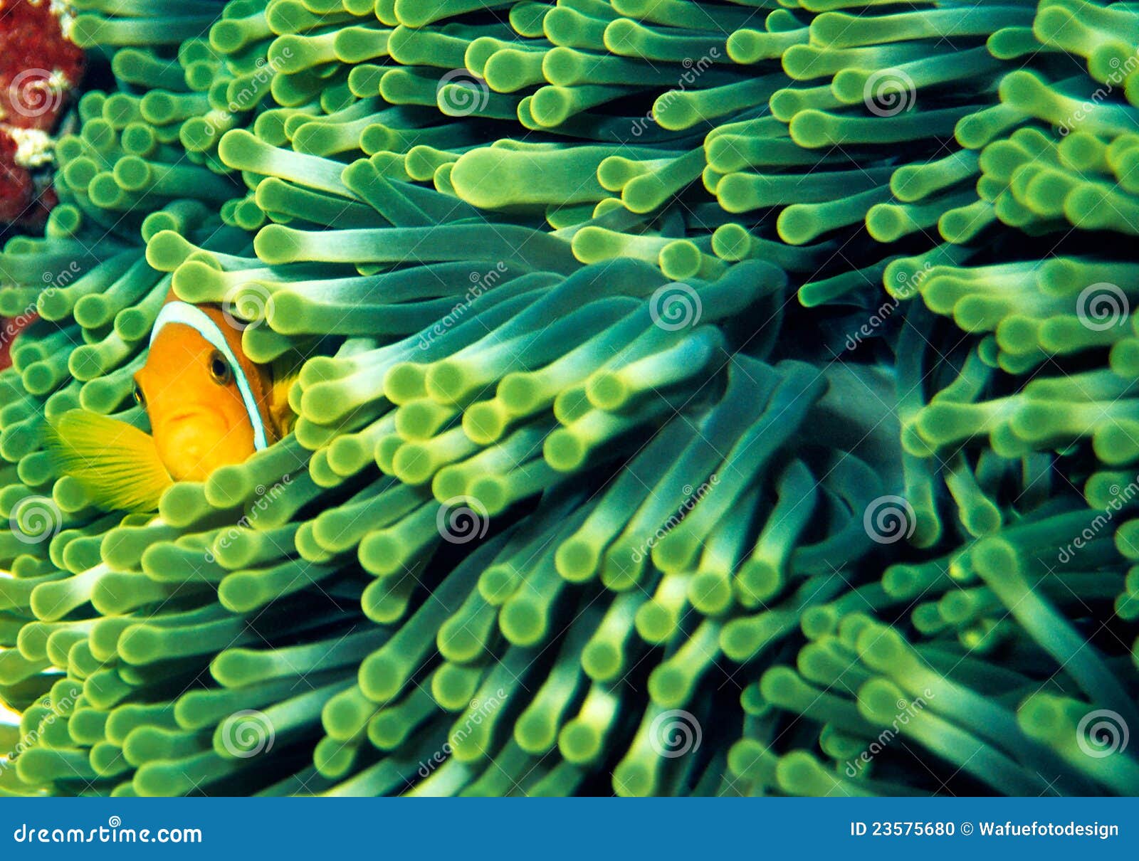 Anemonefish stock photo. Image of ocean, life, nature - 23575680