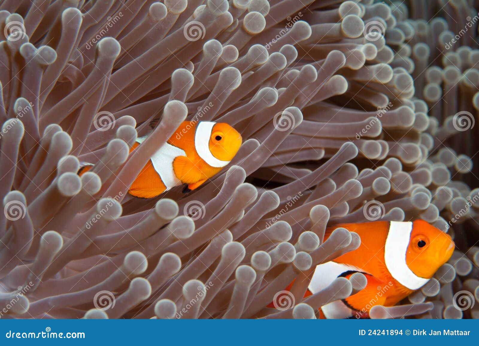 Anemonefish stock photo. Image of portrait, sealife, close - 24241894
