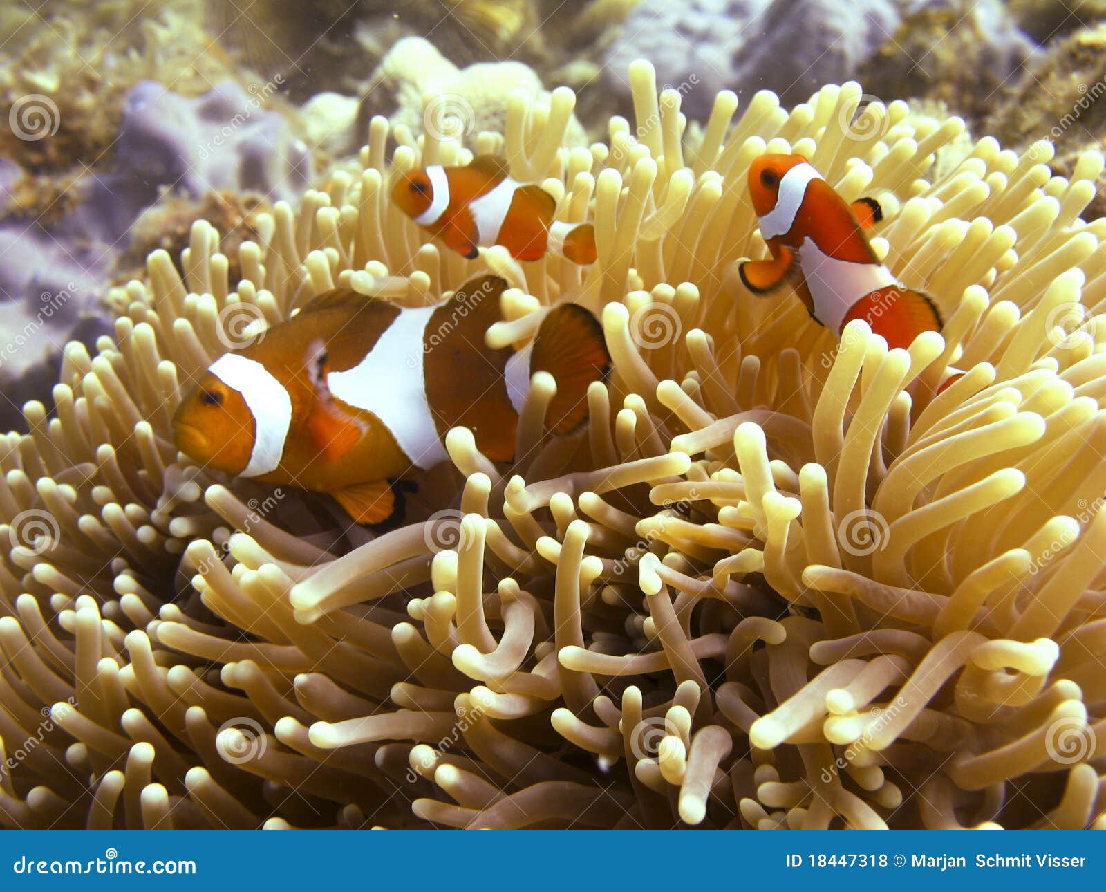 Anemonefish / Clownfish stock photo. Image of anemone - 18447318