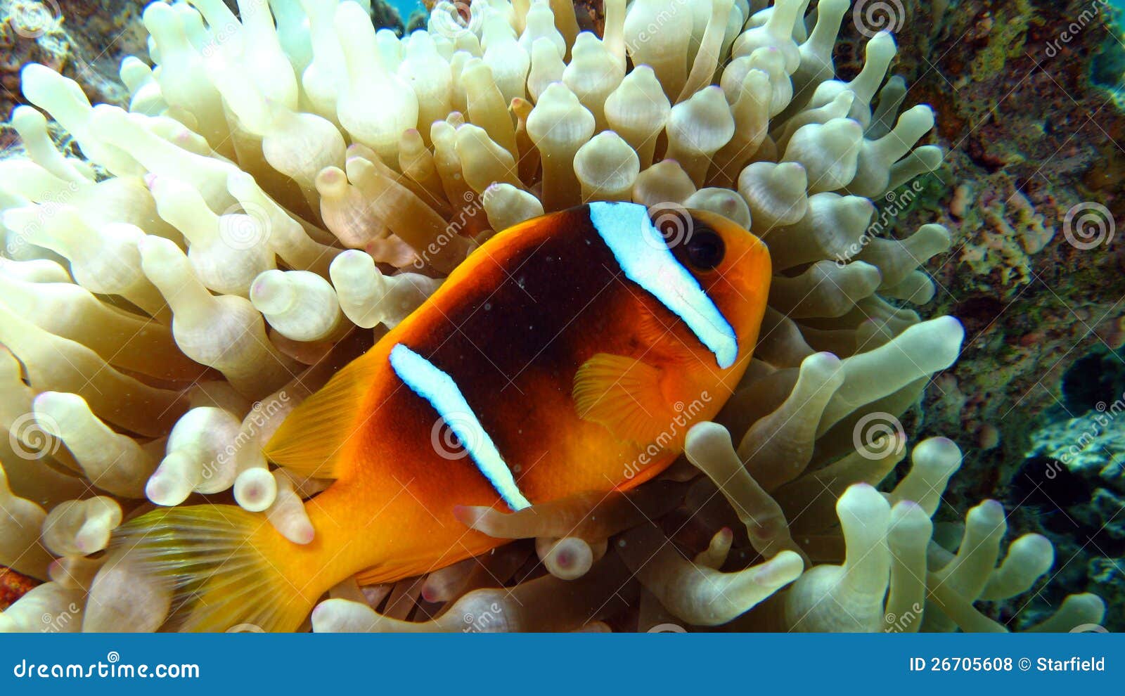 Red Sea Anemonefish - Red Sea Clownfish Amphiprion Bicinctus Stock ...