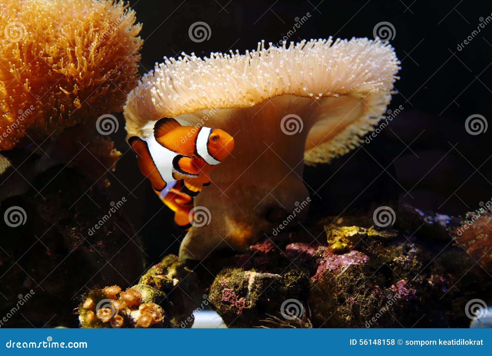 Crownfish Or Anemonefish, Well Known As Nemo, In Sea Anemone Stock ...