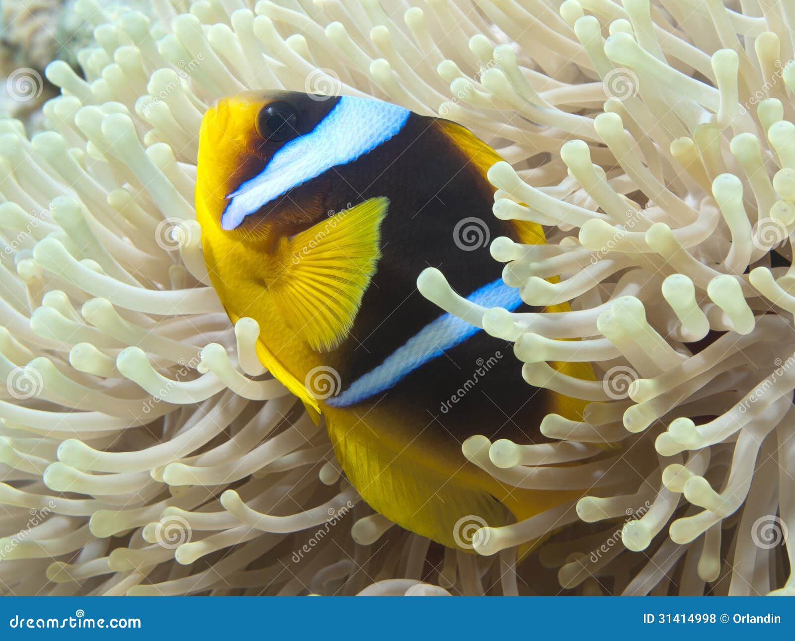 Anemonefish De La Mer Rouge Photo stock - Image du exotique, plongée ...