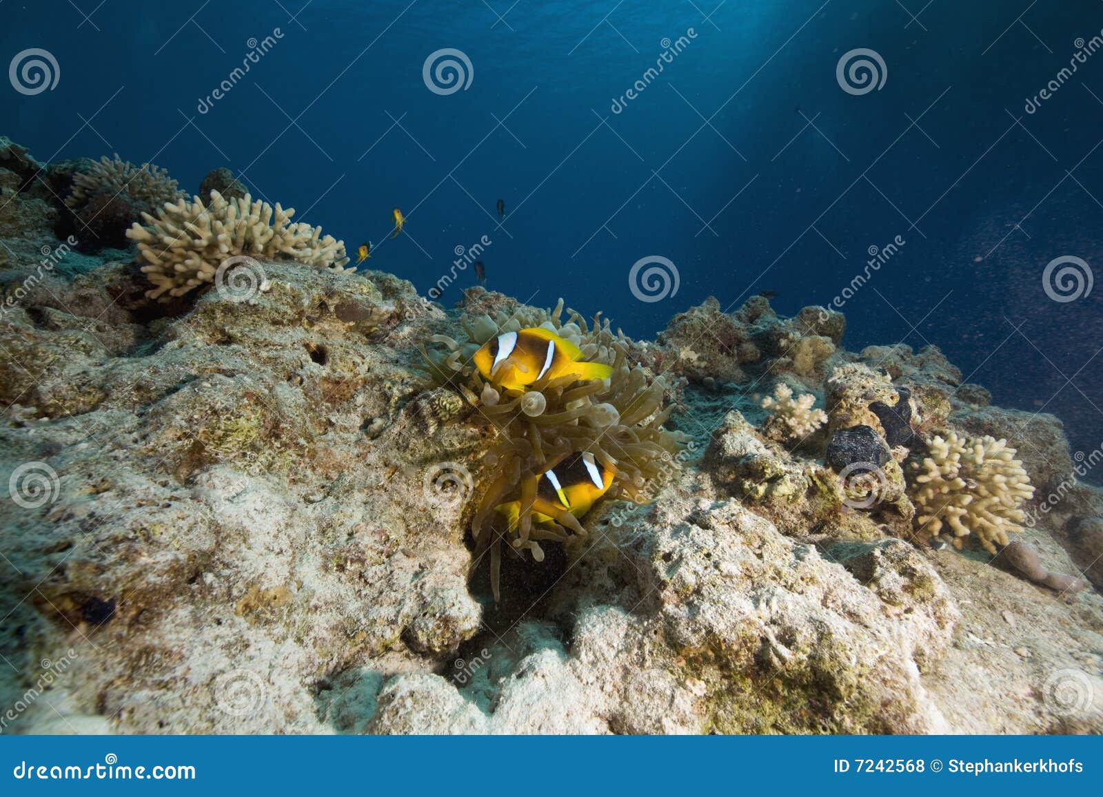 Anemonefish Del Mar Rosso Ed Anemone Della Bolla Fotografia Stock ...