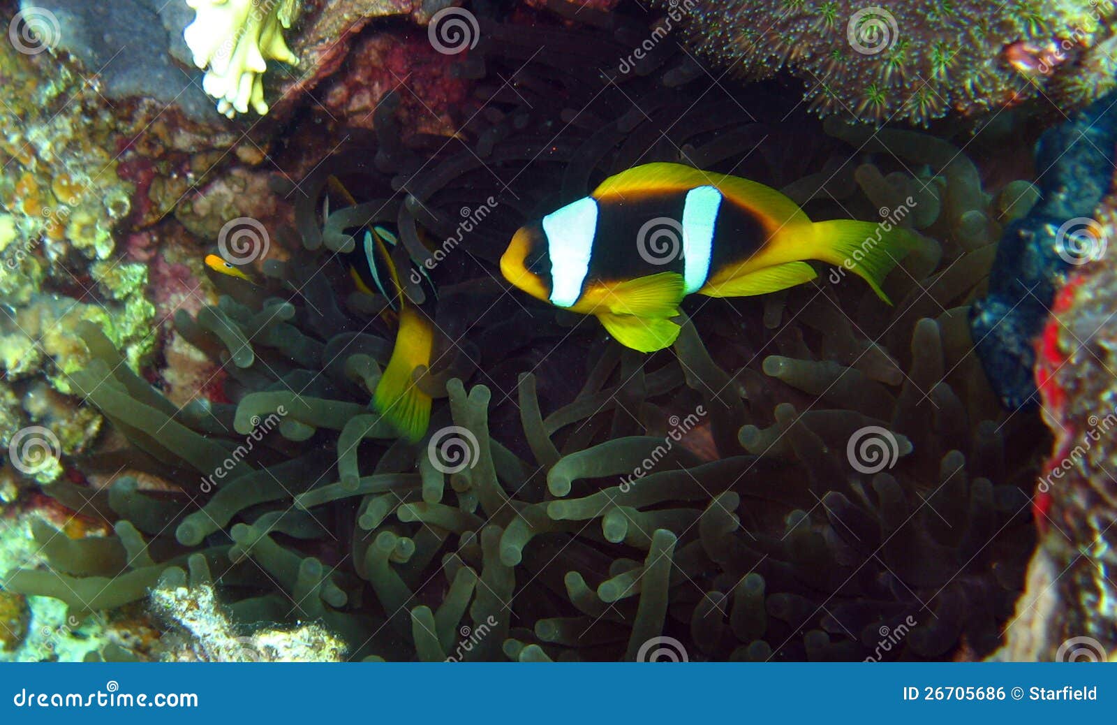 Anemonefish Ou Clownfish En Mer Rouge Photo stock - Image du nord ...