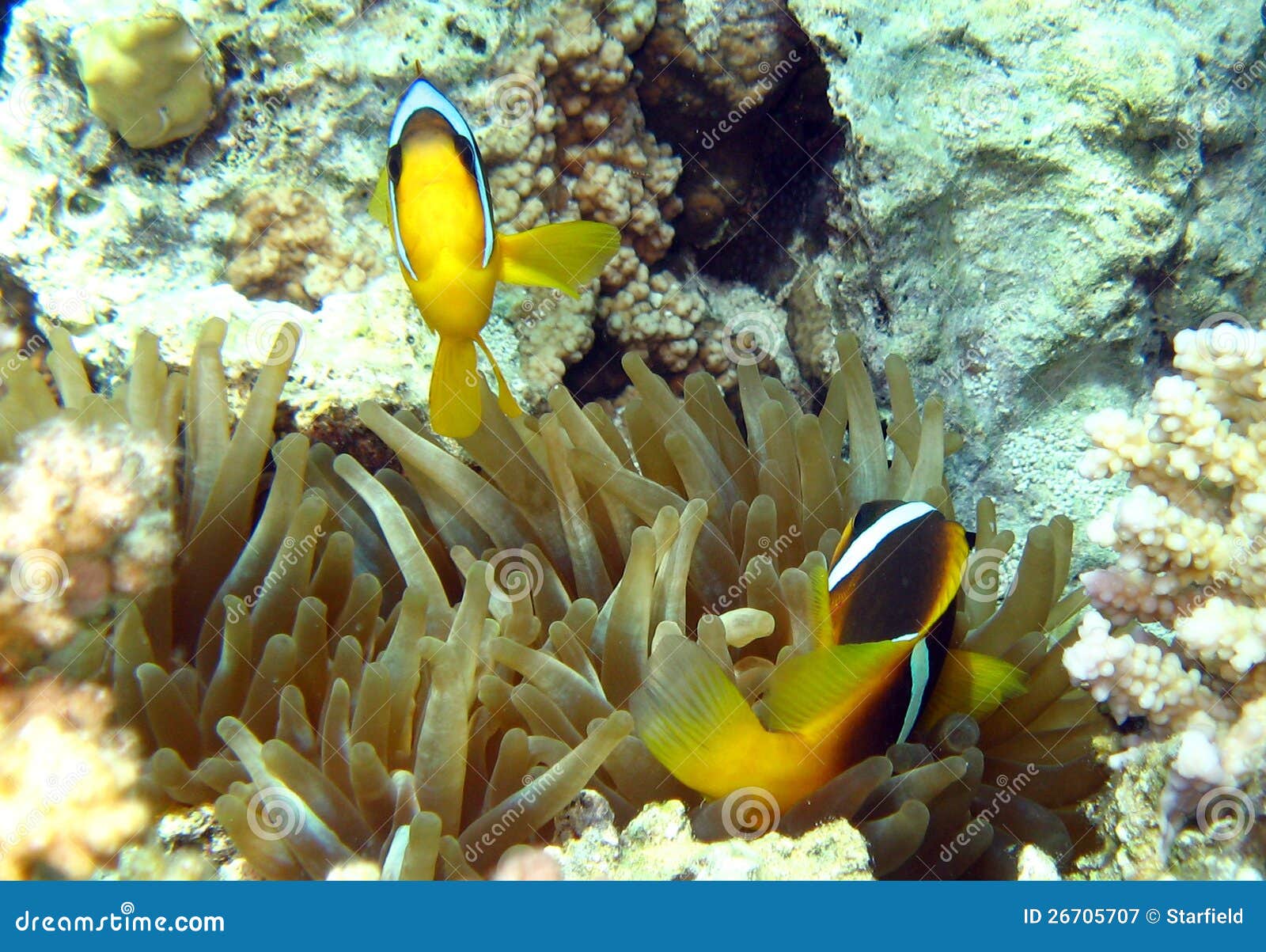Anemonefish Ou Clownfish En Mer Rouge Image stock - Image du poissons ...